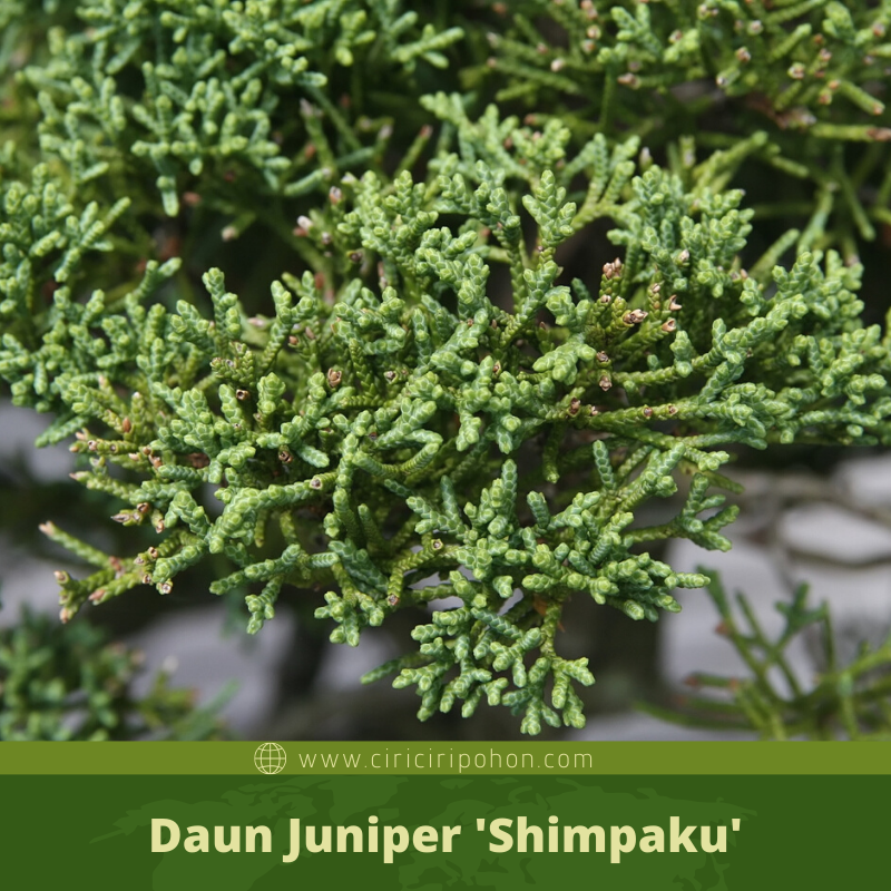 Ciri Ciri Pohon Cemara Sinensis (Juniperus chinensis) Di Alam Liar ...