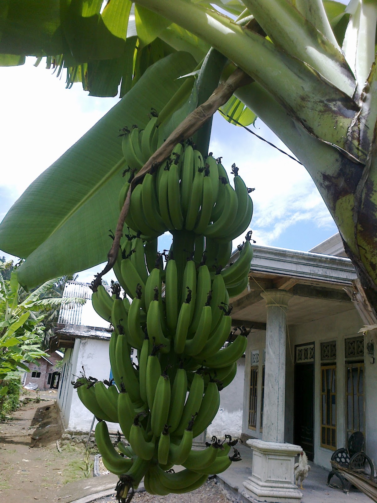 ISTANA PISANG BUAH: KEBUN PISANG DAN TEMPAT