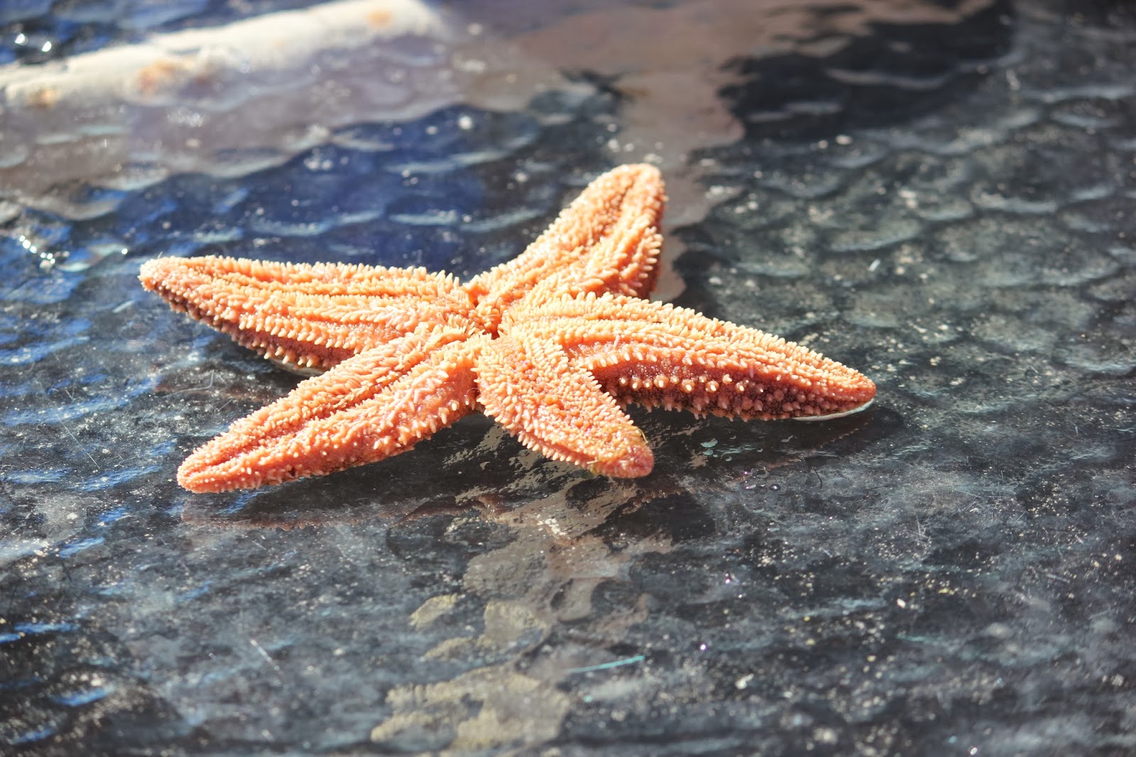 Horsing Around At Home: Marine biology: Sea stars (starfish).