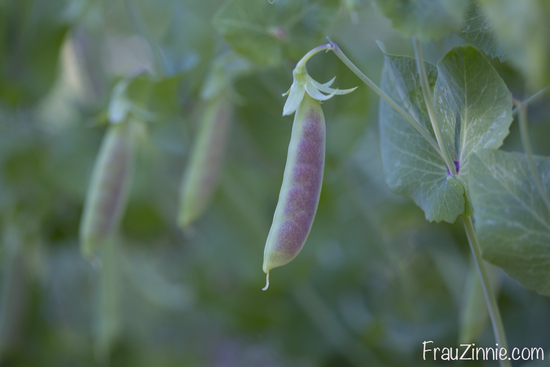 Floral Friday: Here come the daisies and daylilies | Frau Zinnie