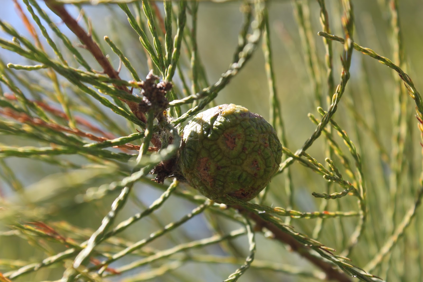 Centenary College Arboretum: Tree of the Week: Pond Cypress (Taxodium ...