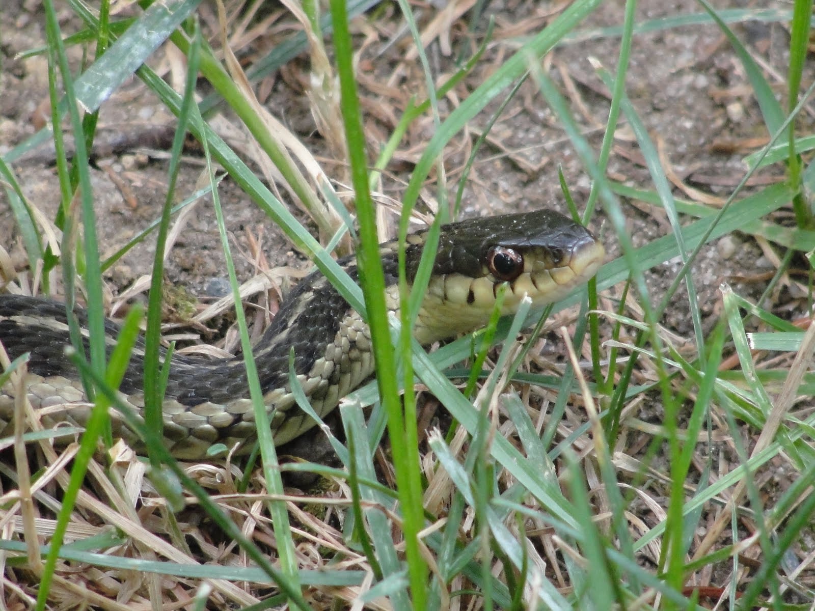 garter snakes | Mary Richmond's Cape Cod Art and Nature