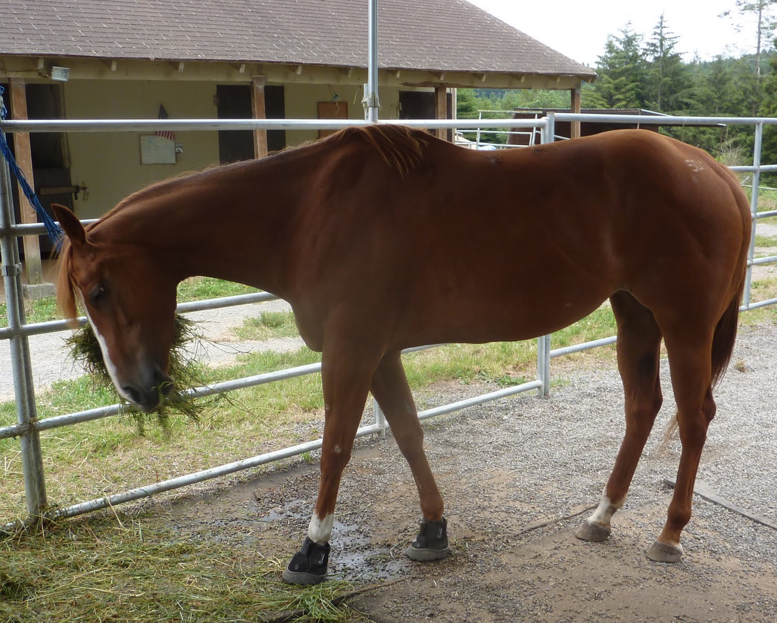 Heart of the Redwoods Horse Rescue: Ten Horses, Adoption and Fundraising