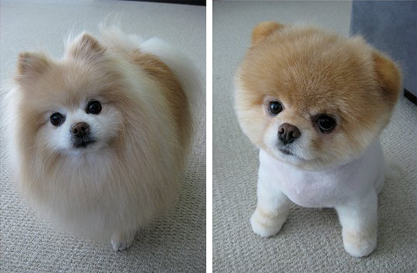 Que Chique: Dica animal: Lulu da Pomerânia, um bichinho bom pra cachorro