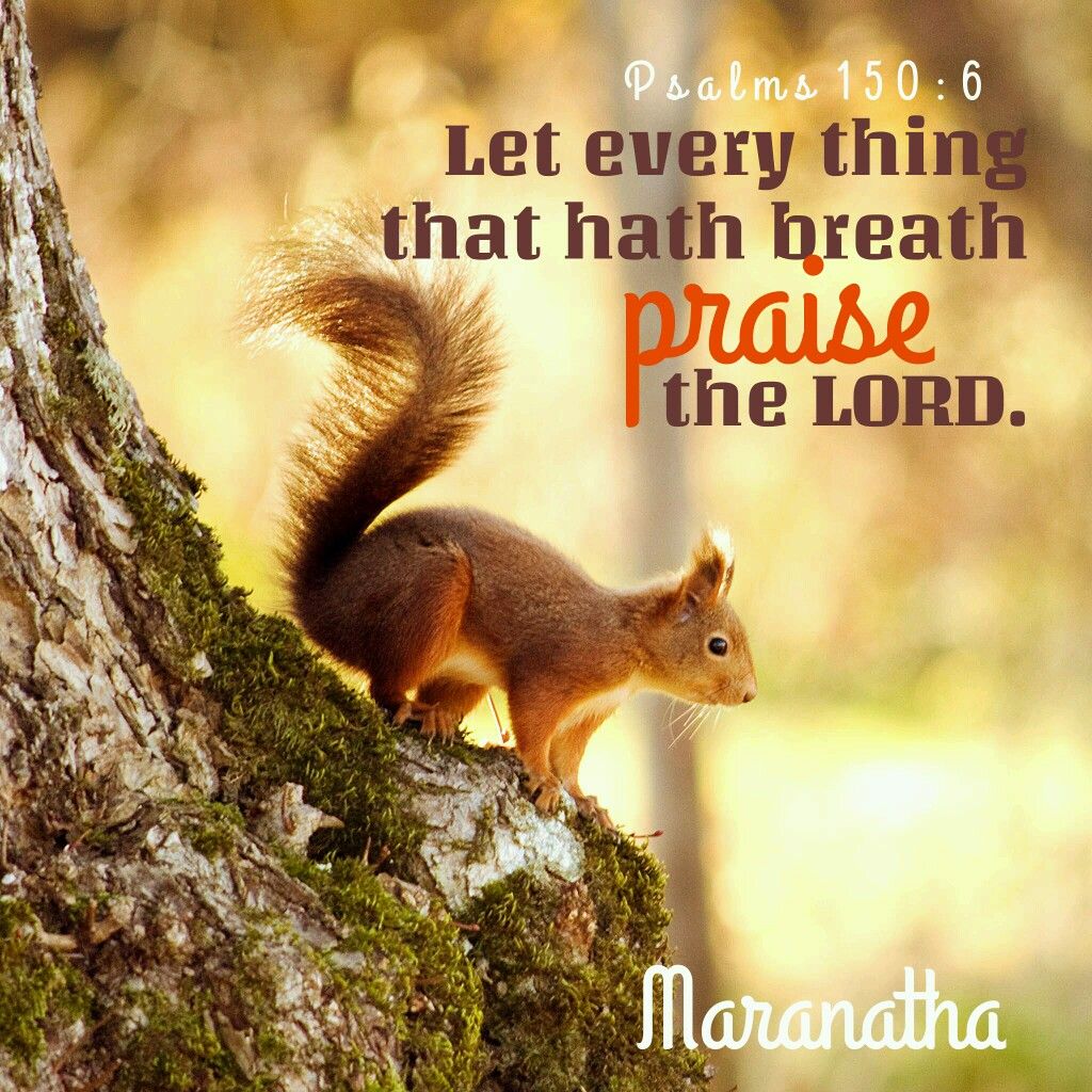 My Biblical Walk Psalm 150 6