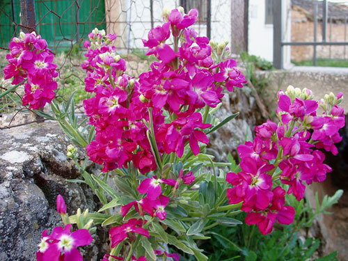 la naturaleza: Alhelí