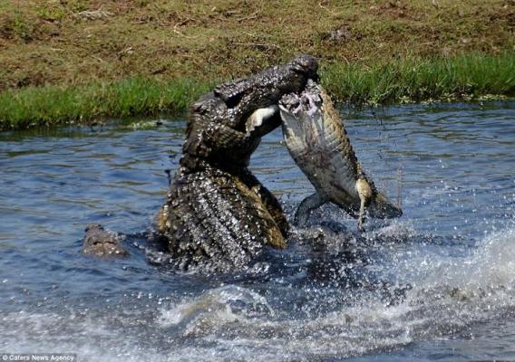 Cannibal crocodile tears smaller rival to piece, feasts on its head