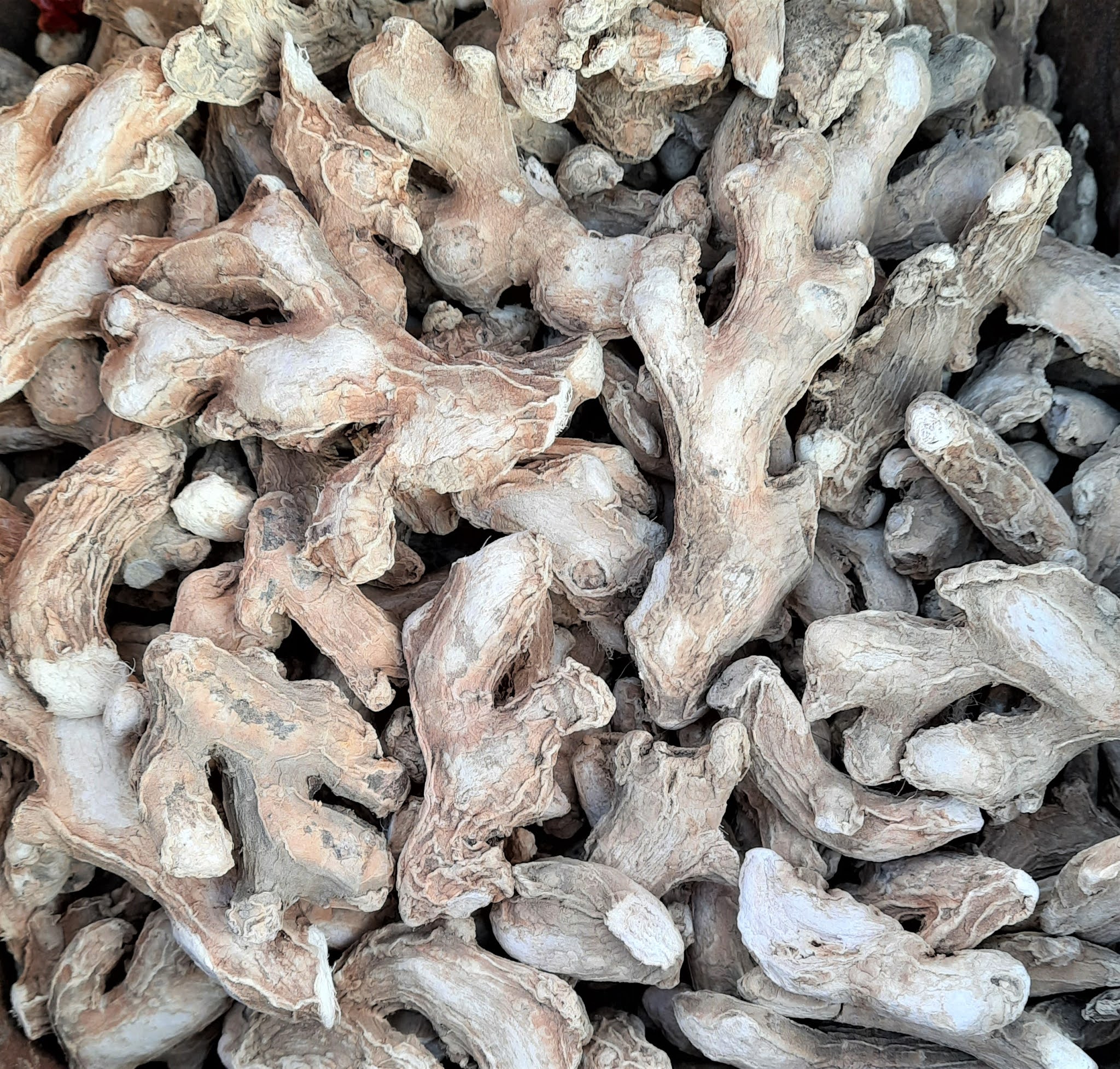 Plants & Environment: GINGER: A SPICE WITH MANY HEALTH BENEFITS