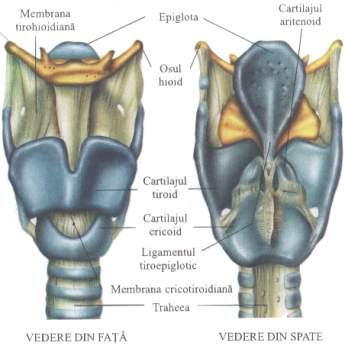 Sistemul Respirator: Laringele