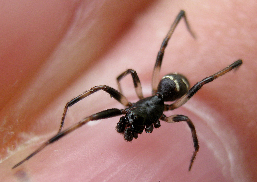 Exploring the Endangered Wonders: My Magnificent Spiders - Part 1