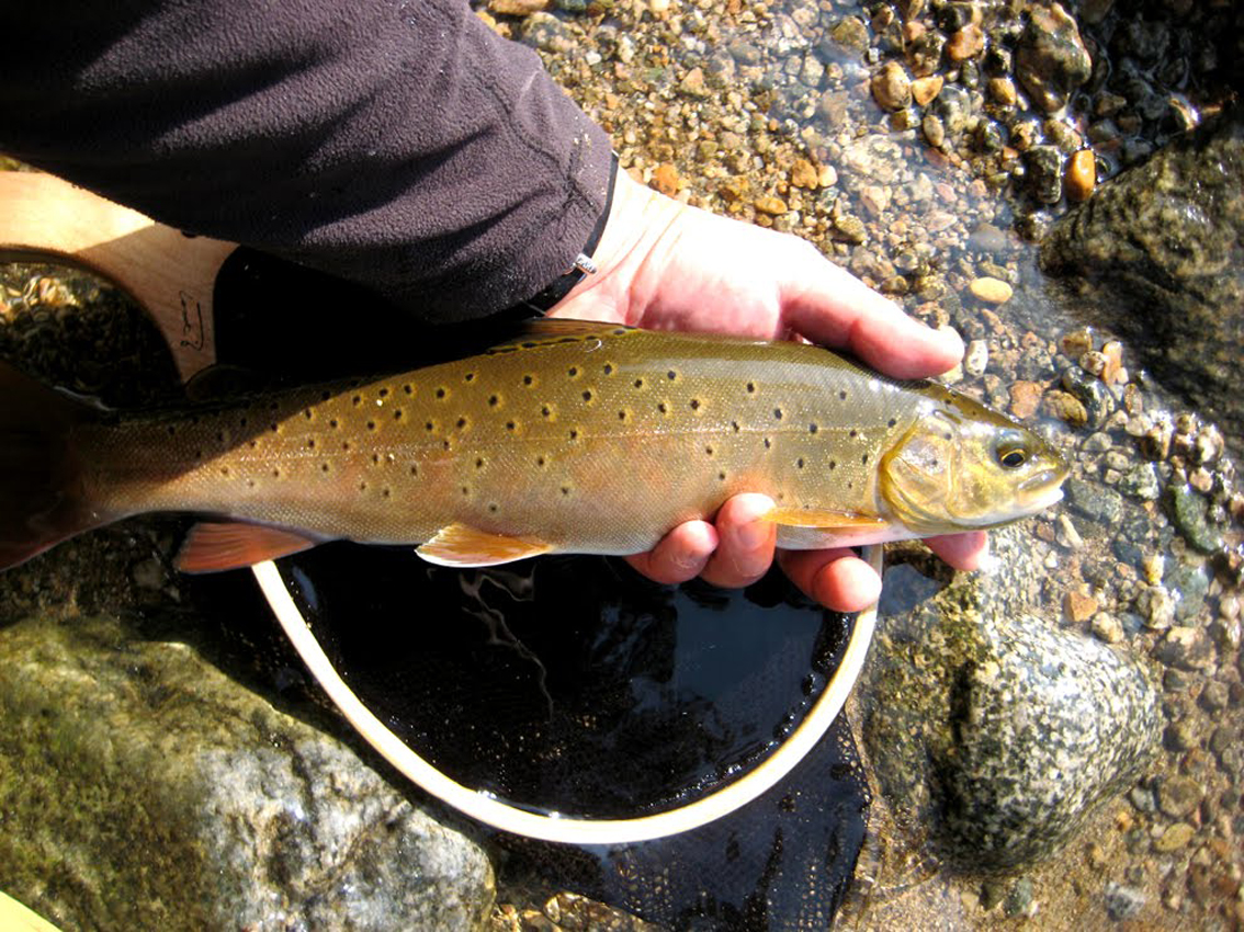 four seasons angling club: Korean lenok designated endangered species.