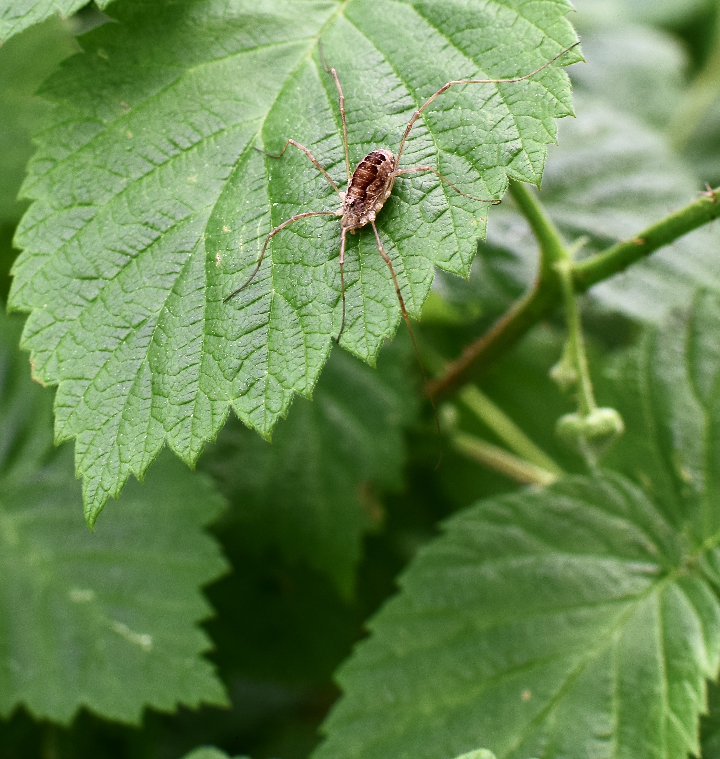 Jericho, Vermont Photos: Jericho, Vermont has cool bugs!