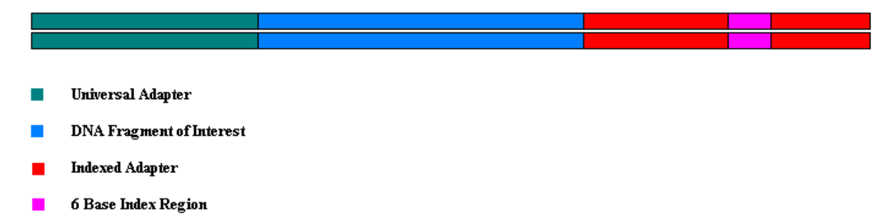One Tip Per Day: Three ways to trim adaptor/primer sequences for paired ...