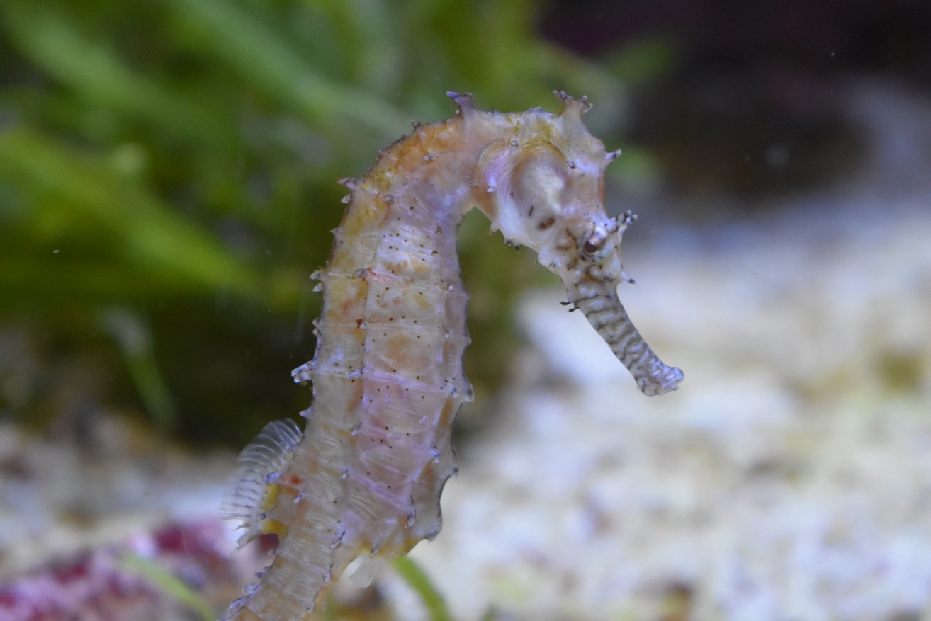 ZOOTOGRAFIANDO (6.057 ANIMALS): CABALLITO DE MAR DE BARBOUR / BARBOUR´S ...