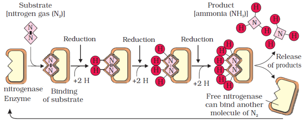 Mineral Nutrition - Notes | Class 11 | Part 3: Metabolism of Nitrogen