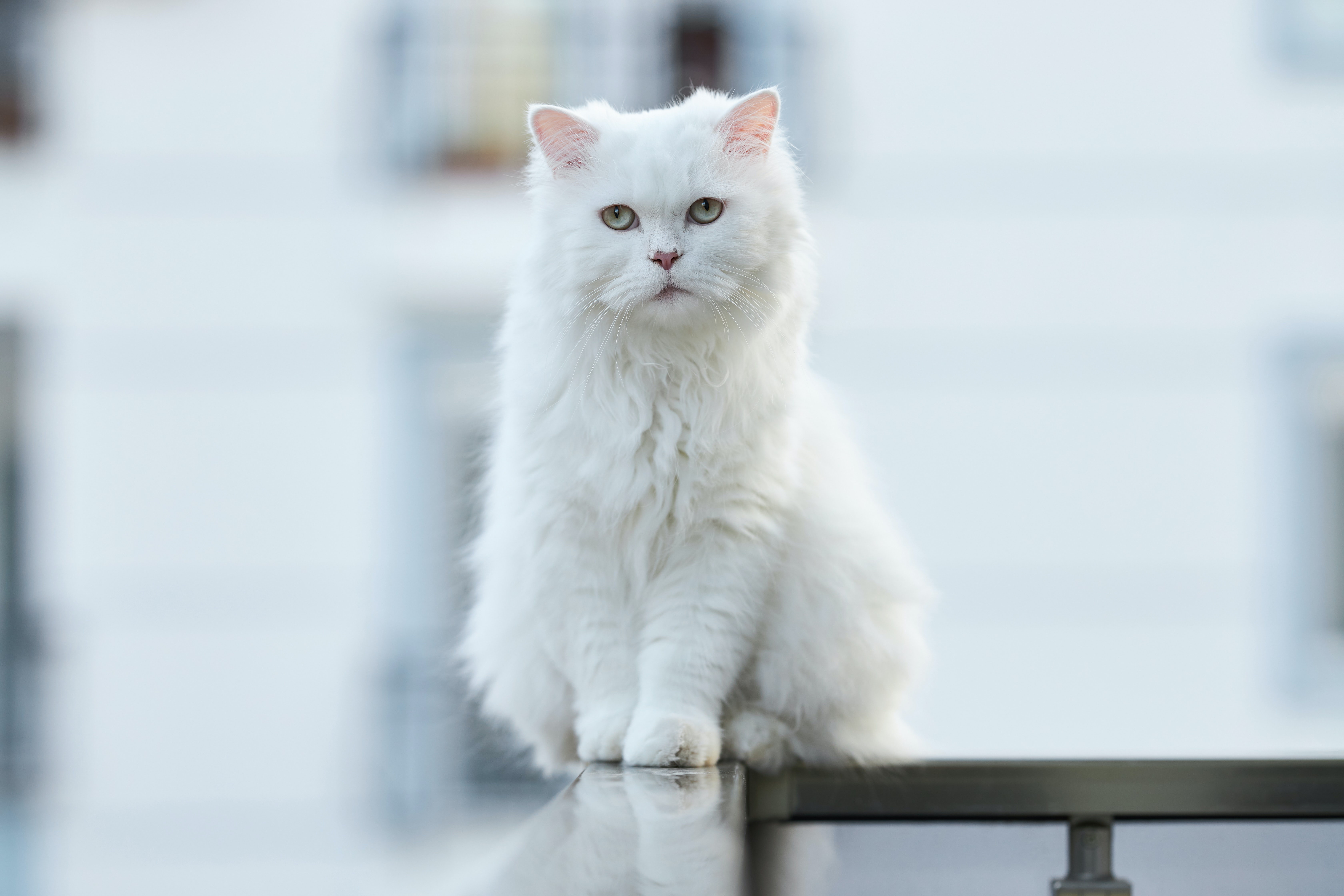 Kucing Turkish Angora (Ankara, Turkey) | meotuna