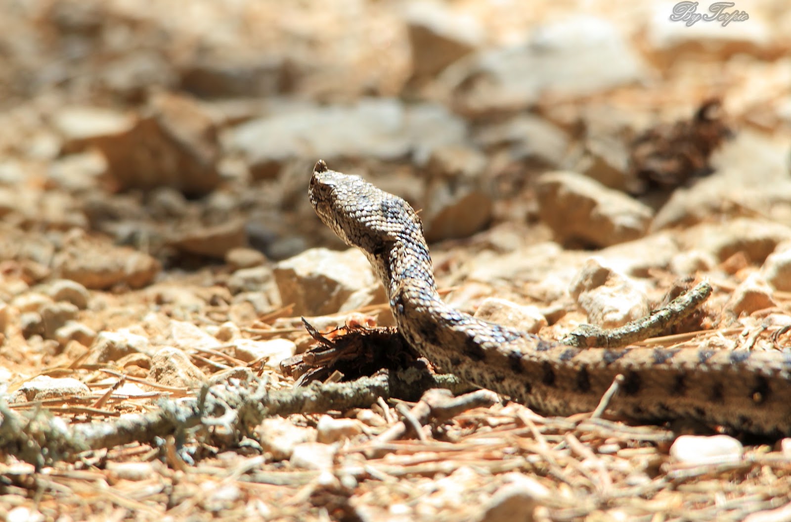 Viajes, Salidas, Naturaleza, (Fotografía).: Víbora Hocicuda (Vipera ...