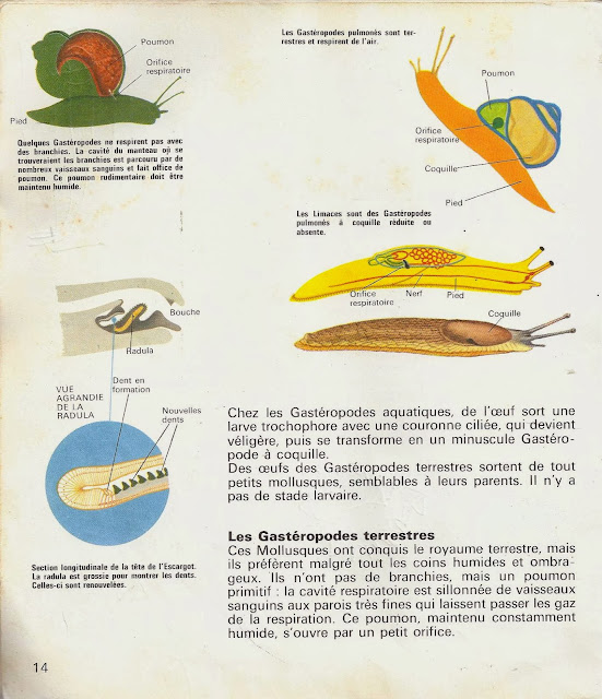 Leçons de choses: Mollusques et crustacés
