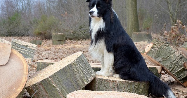 Border collie - Característica y personalidad - · Puro Perros