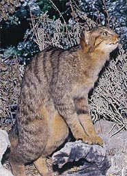 animal species: WILD CAT