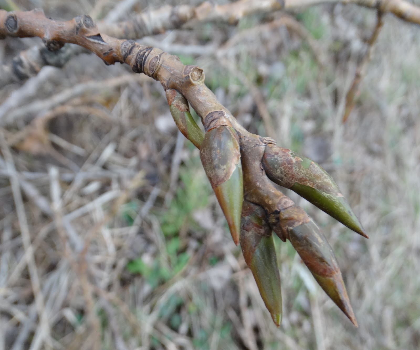 oog voor de natuur: Bij takken van populier (Populus x canadensis), die ...
