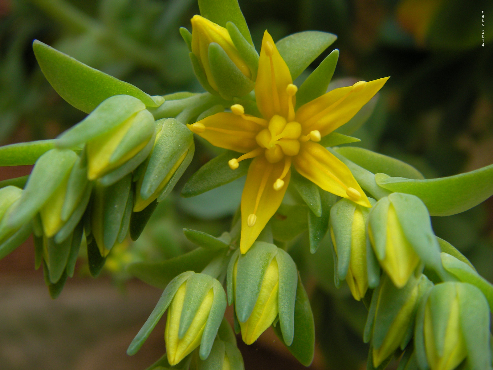 Sedum praealtum - Green cockscomb - Greater Mexican stonecrop care and ...