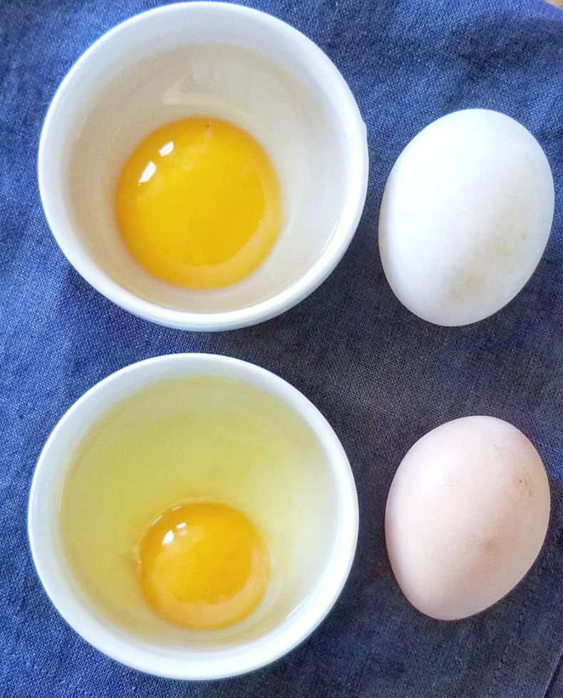 All About Duck Eggs - Fresh Eggs Daily® with Lisa Steele
