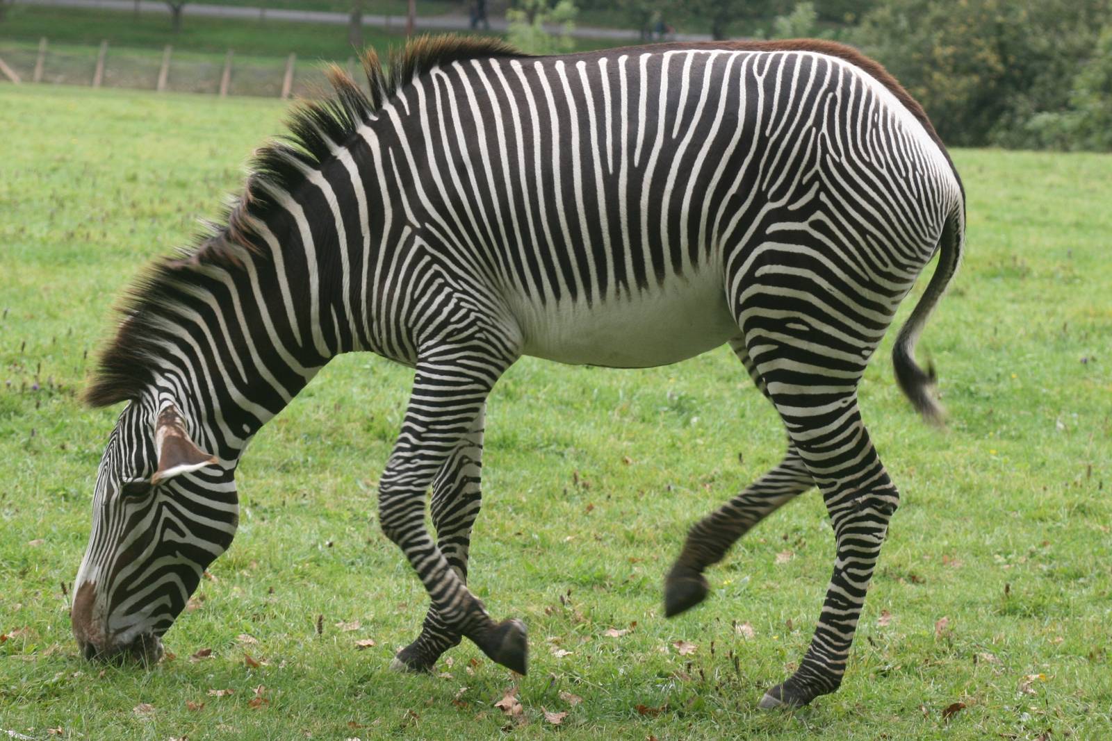 The Grévy's Zebra | Beautiful Animal | The Wildlife