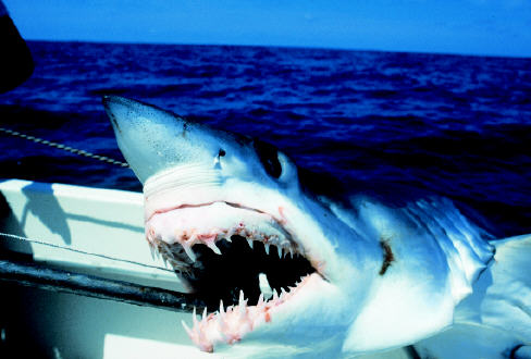 Monster Fish: Mako Shark