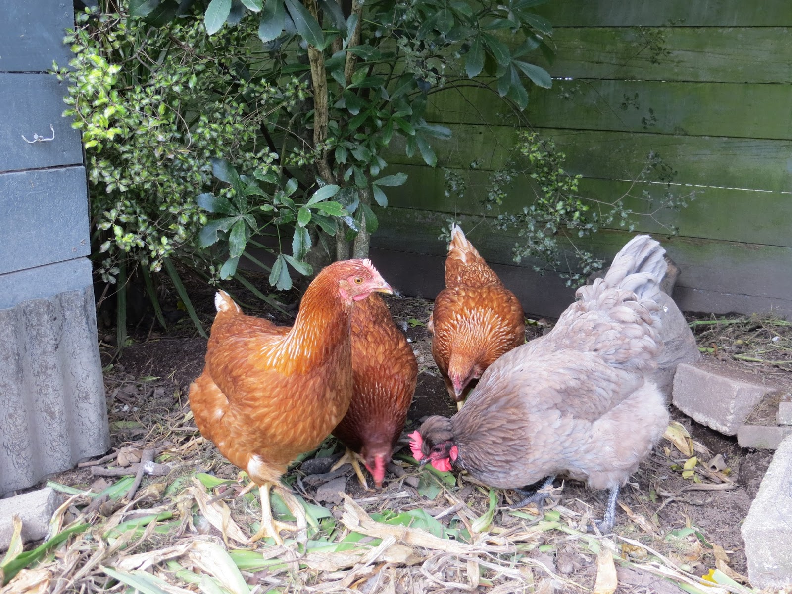 Keeping Chickens NZ: The true gift of chickens