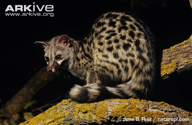 Abe's Animals: Common genet