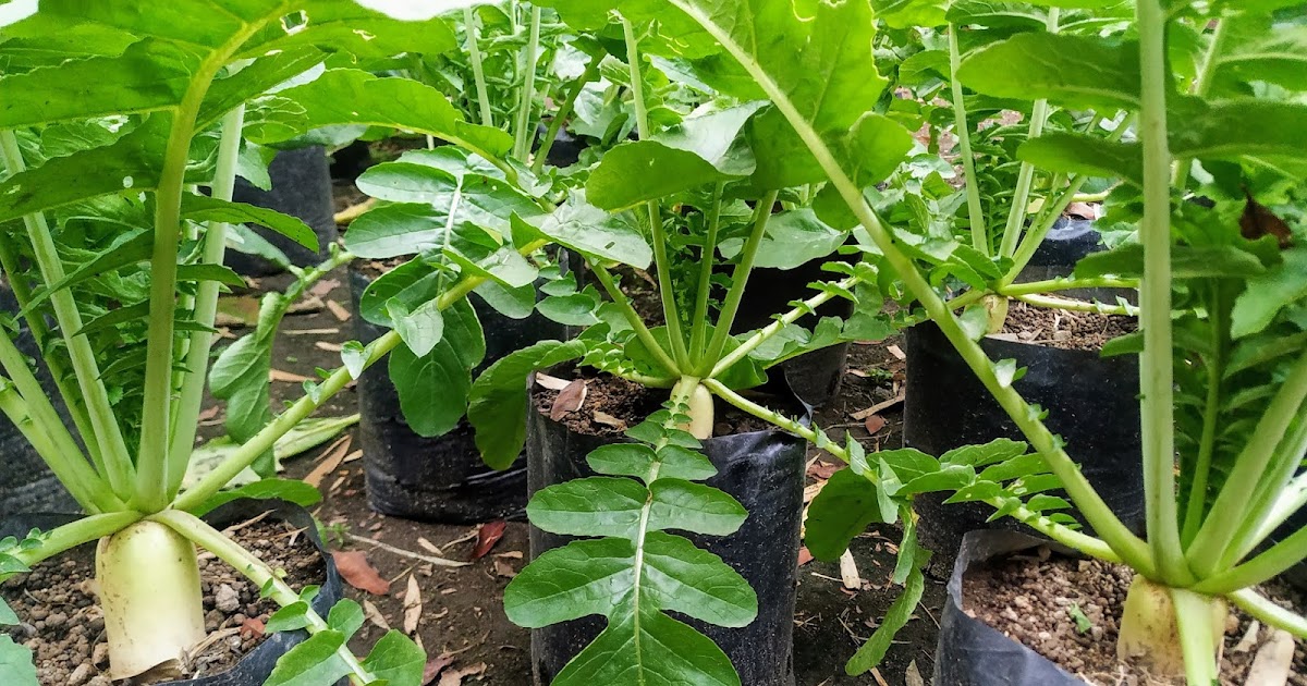 Membuat Media Tanam Sayuran Dalam Polybag, Dengan Baik dan Benar - Jual Polybag Murah