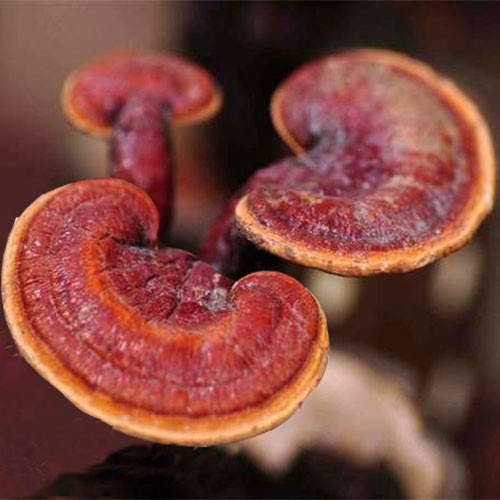 REISHI MUSHROOM IDENTIFICATION | GANODERMA MUSHROOM IDENTIFICATION