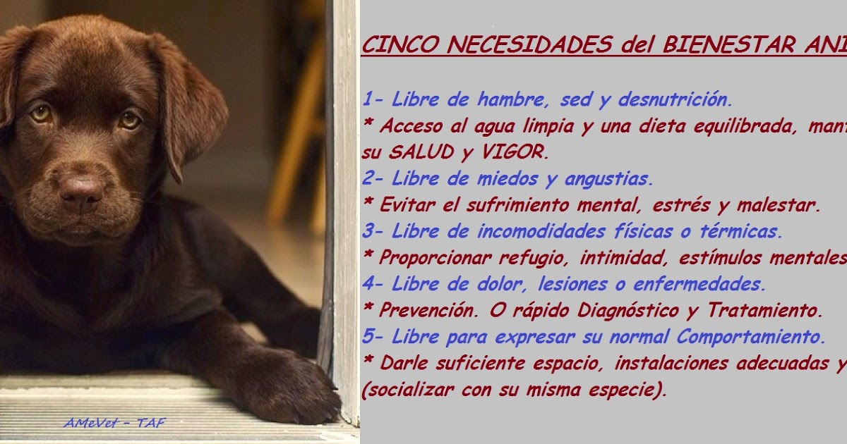 Caninos: 5 NECESIDADES del BIENESTAR ANIMAL