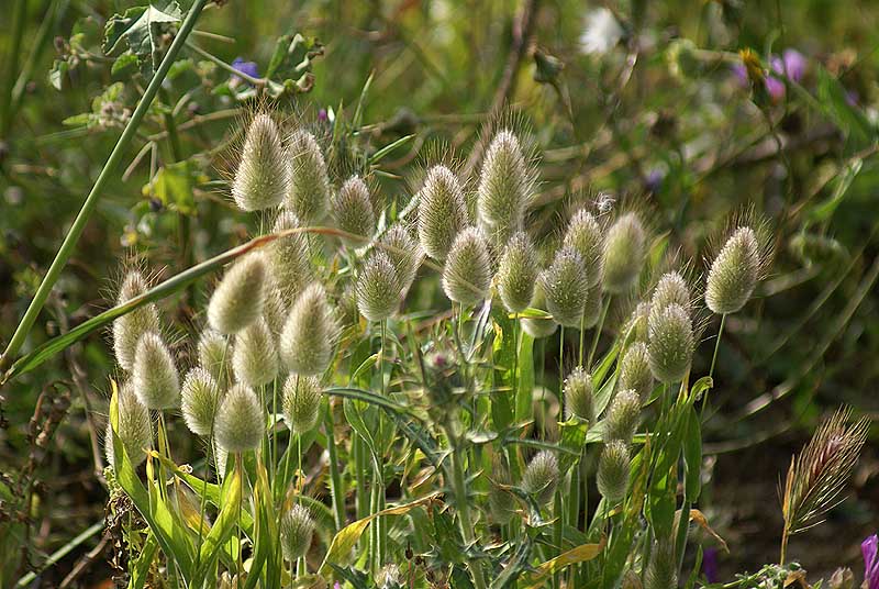 Flora Amorgina: Lagurus ovatus