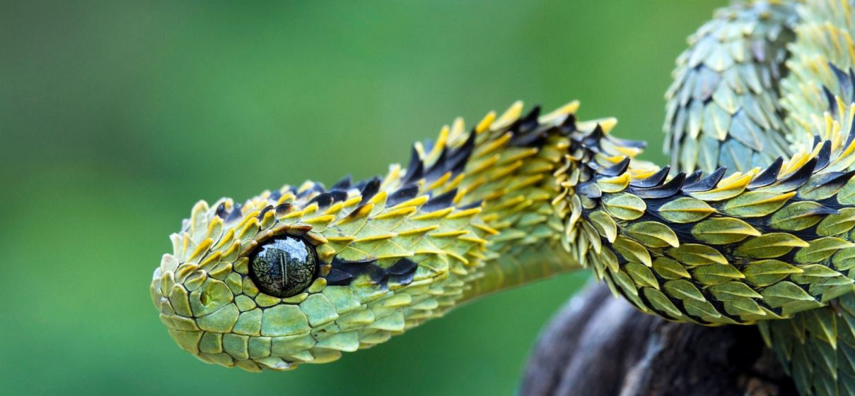 Reptiles: características y clasificación - Biología