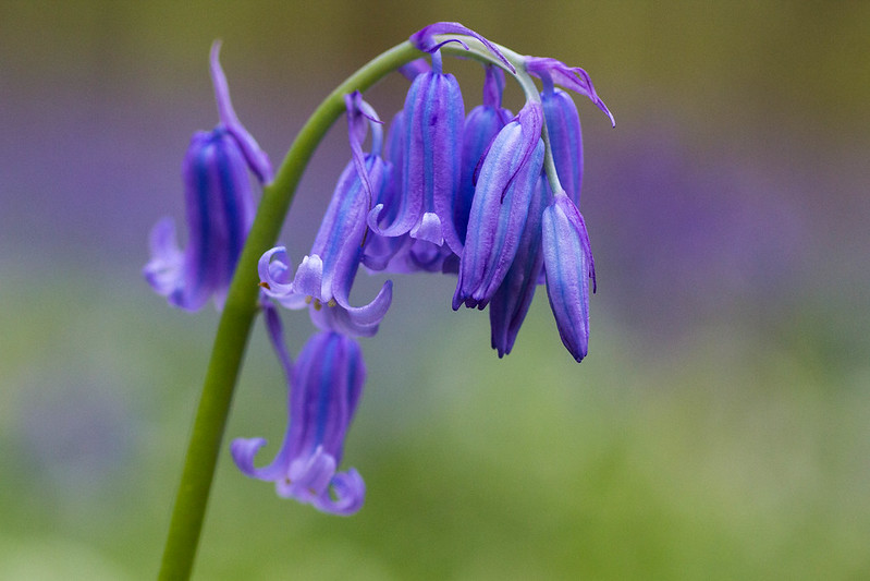 The blue forest, Hallerbos — Belgium