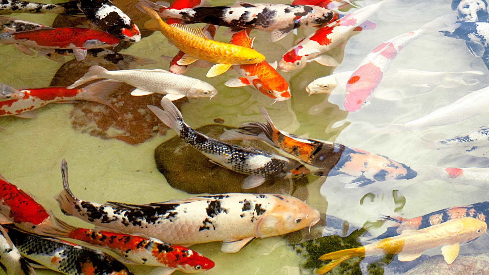 Peixes Ornamentais Brasileiros: Carpas Ornamentais