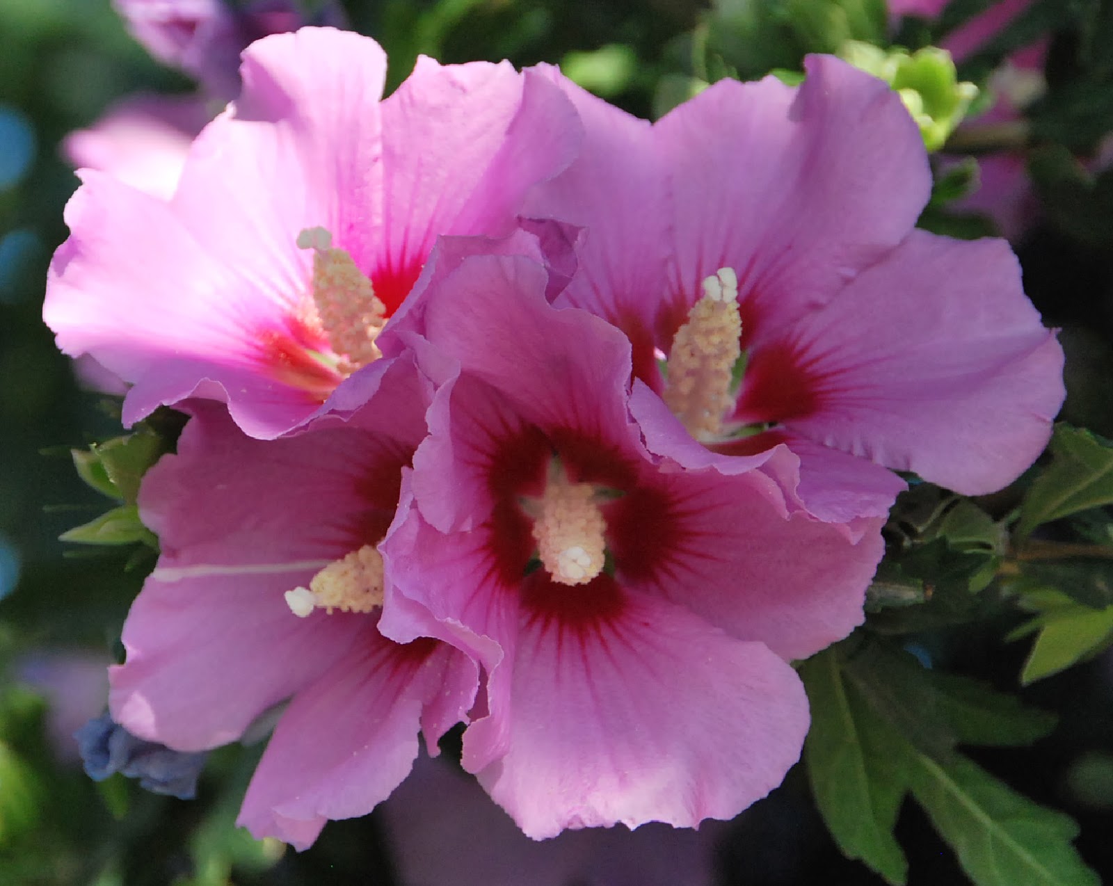 Fotos De Flores Las Flores Del Arbusto Hibiscus Syriacus