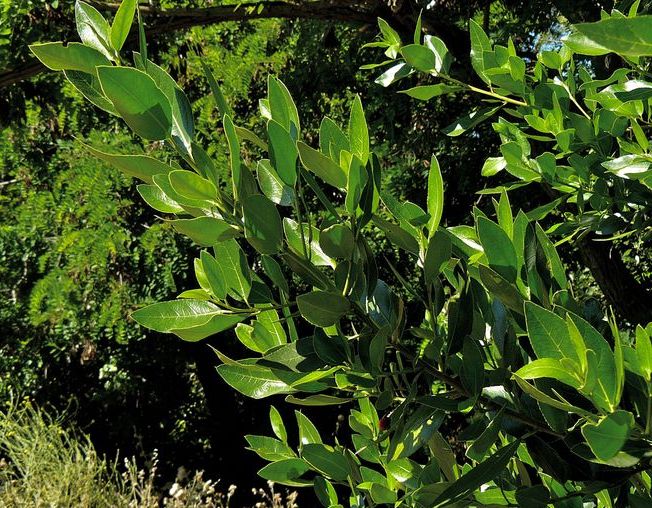 Future Plants by Randy Stewart: Buckthorn