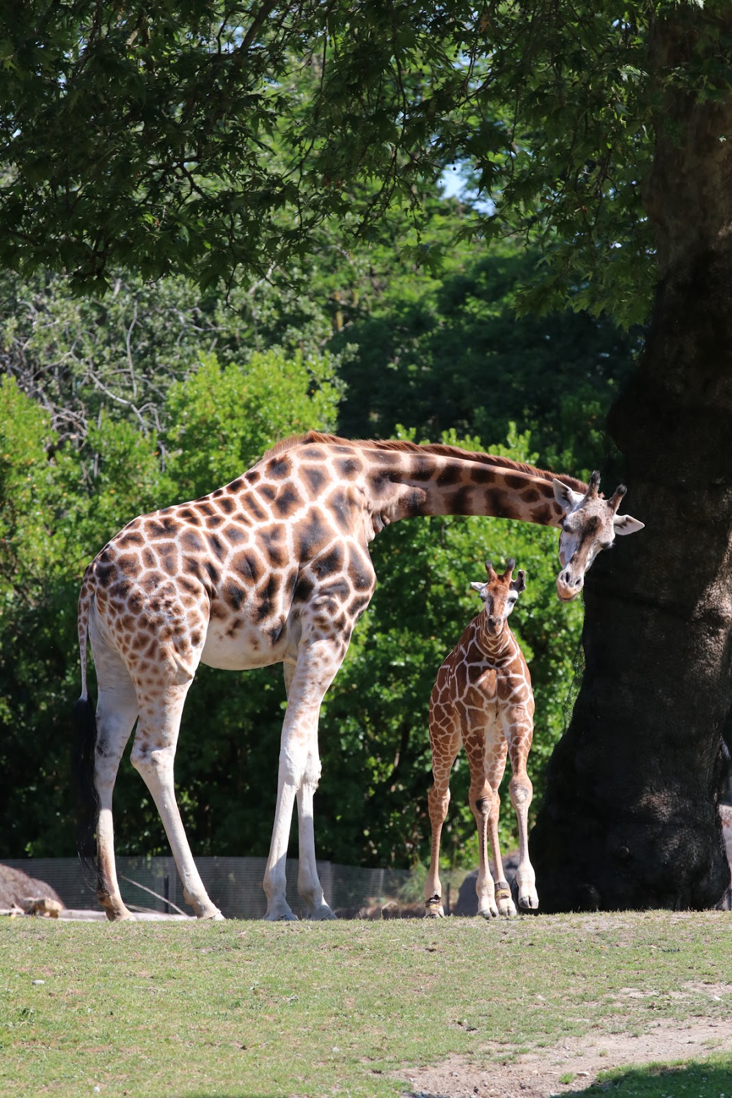 Hasani Explores the Savanna