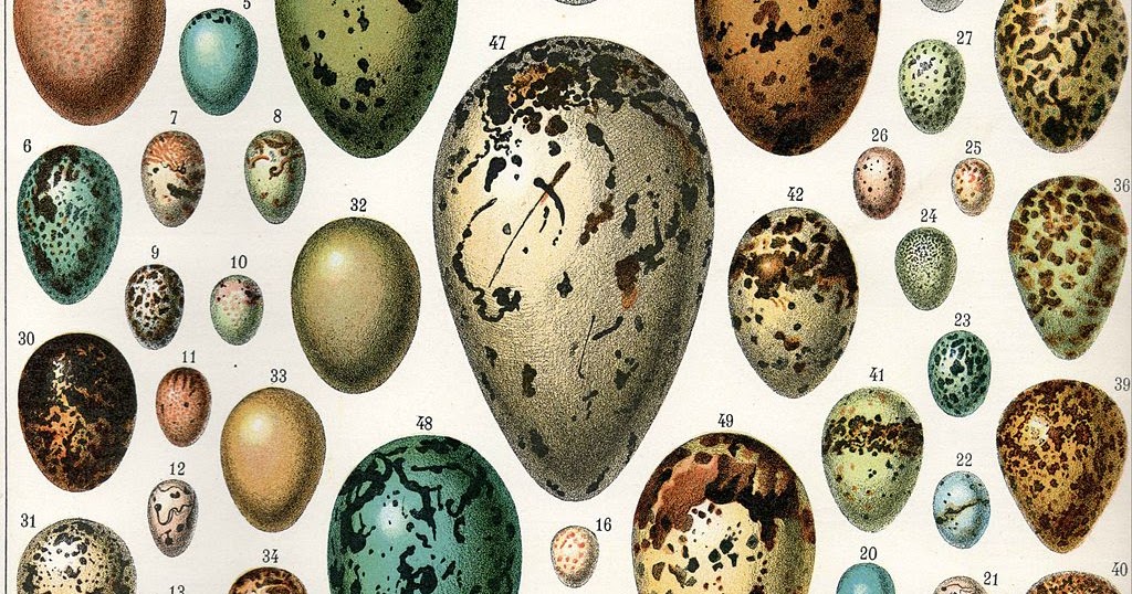 El huevo. Conceptos básicos.