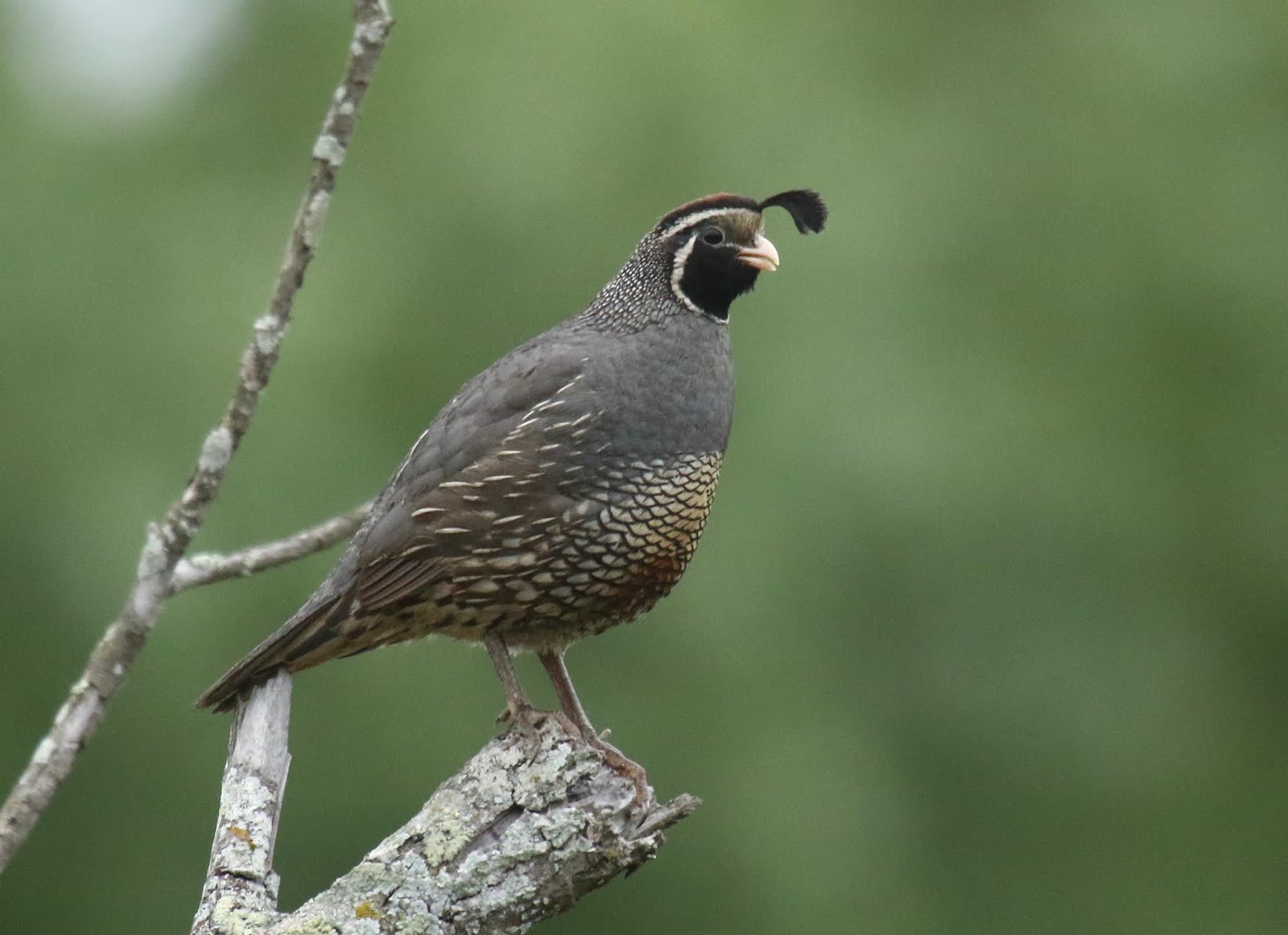 California Quail at San Elijo Lagoon - Greg in San Diego