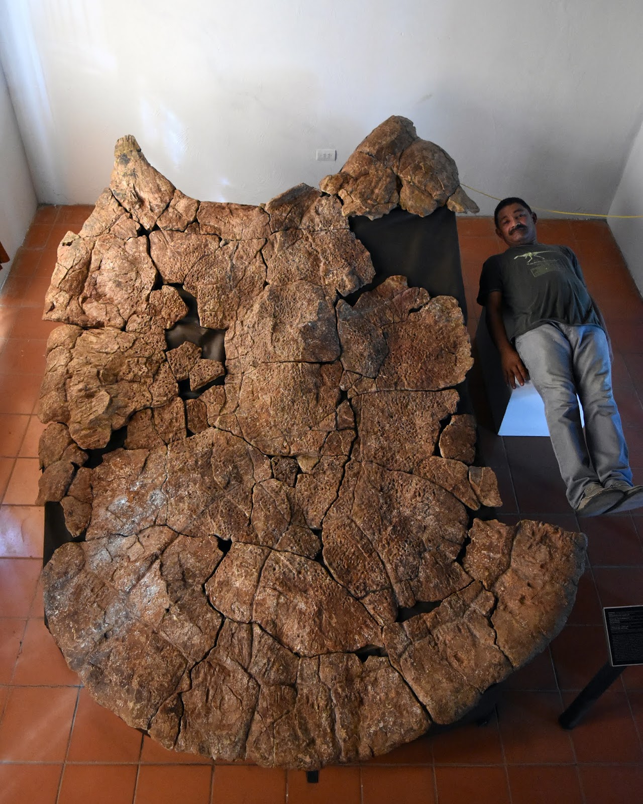 FOSSIL HUNTRESS: STUPENDEMYS GEOGRAPHICUS: A COLOSSAL TURTLE
