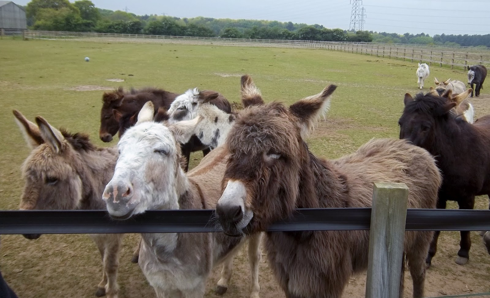 JollyDays Supported Holidays: Norfolk Broads & Seaside with Derek, Faye ...