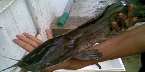 Panduan Paling Lengkap Usaha Ternak Lele dari Bibit Sampai Panen - LELEPAH