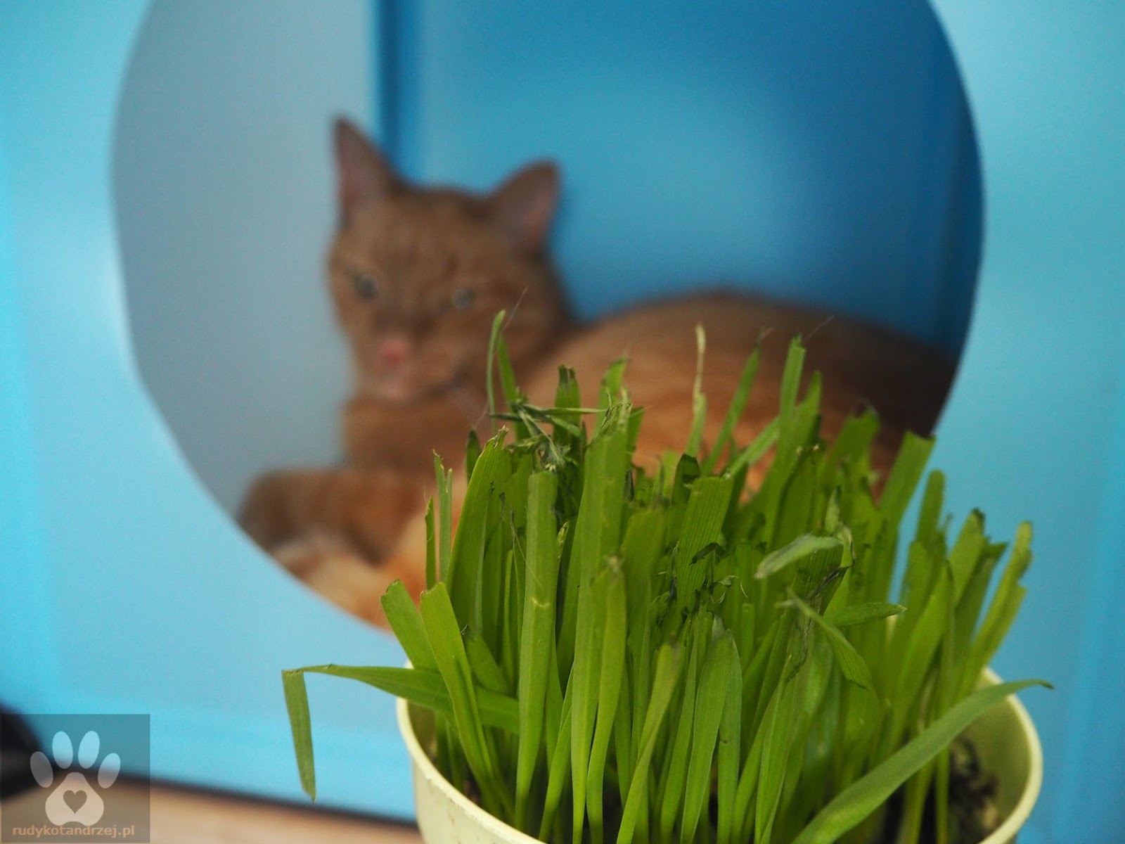 Owies czy trawa? ~ Rudy Kot Andrzej