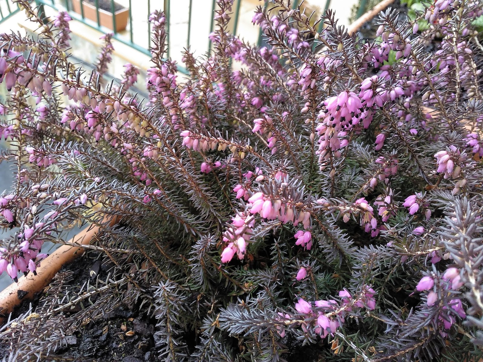 Biosfera vegetal.: Brezo rosado (Erica x darleyensis).