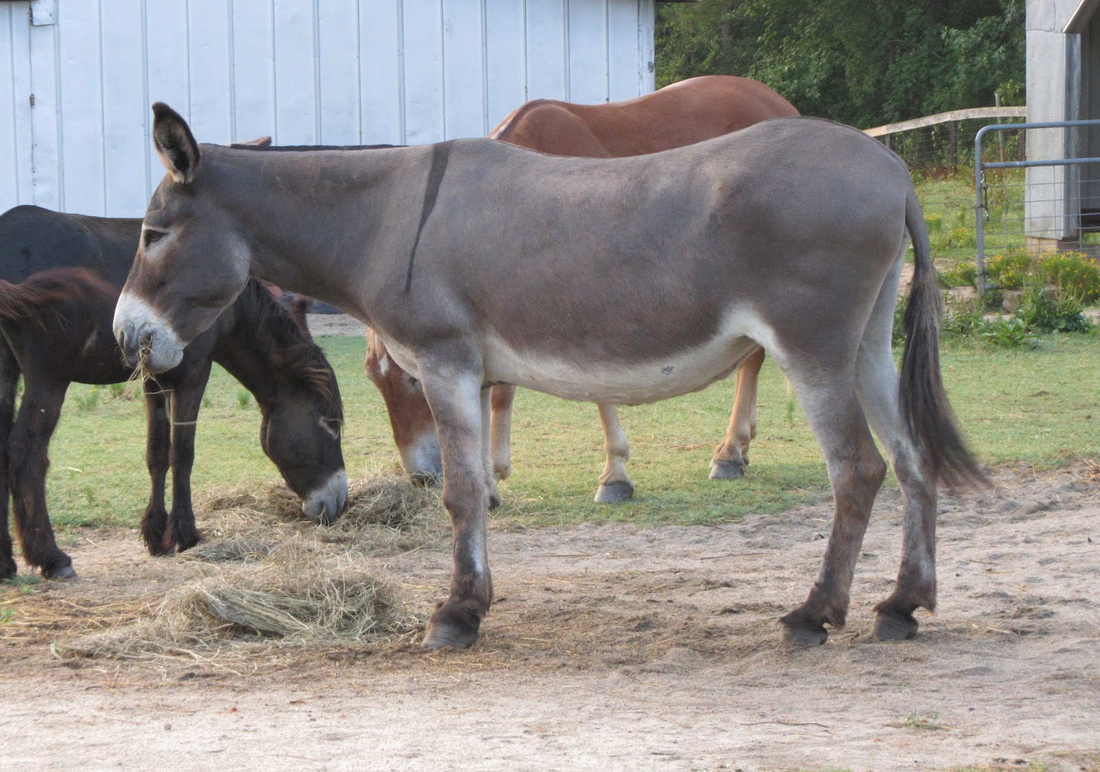 St.Clair Red Mule Farm -Mule & Donkey Adventures: Welcome Twila Merrill