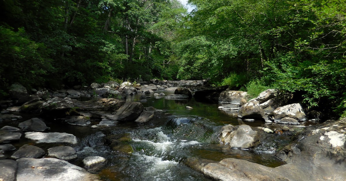 Burger's Onion: Podostemum ceratophyllum